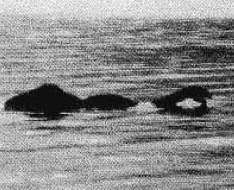 Bestaat het monster van Lochnes? | Willem Wever