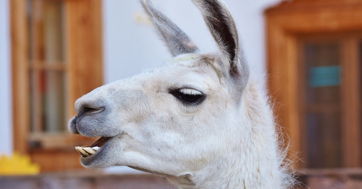 Waarom spugen lama's? | Willem Wever